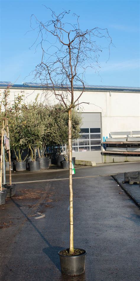 Betula Pendula Spider Alley Pot 20l Grafted At Stem Height 180 Cm