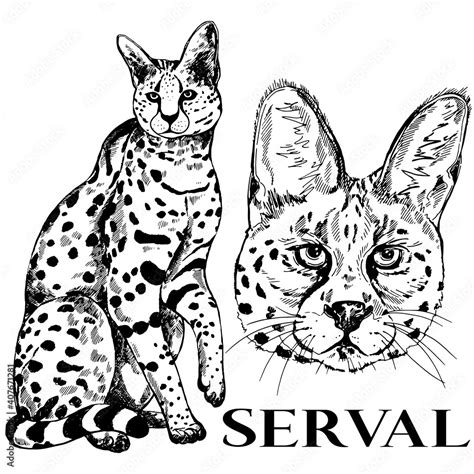 Hand Drawn Sketch Style Serval Vector Illustration Isolated On White