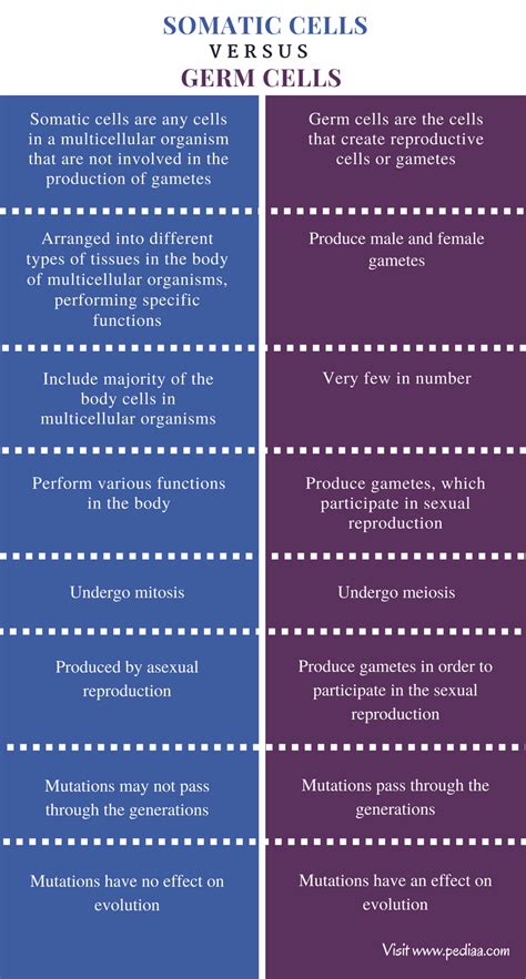 Difference Between Somatic Cells And Germ Cells Comparison Summary 1
