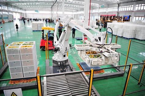湖北宜昌柑橘5 0智能分选生产线投产 人民图片网