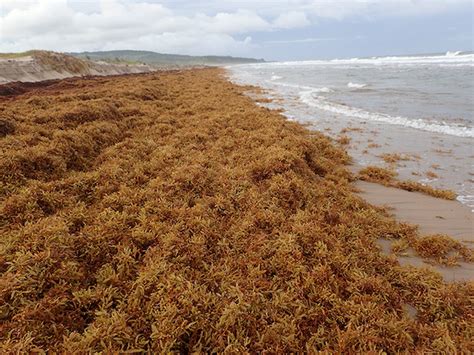 Tobago Gears Up To Fight Sargassum Invasion Inter Press Service