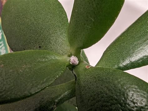 Scale Bugs Oh No Please Send Help Rhouseplants