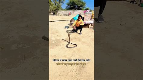 Cobra Snake 🐍 Rescue Shorte Cobra India Snakecobra Youtube