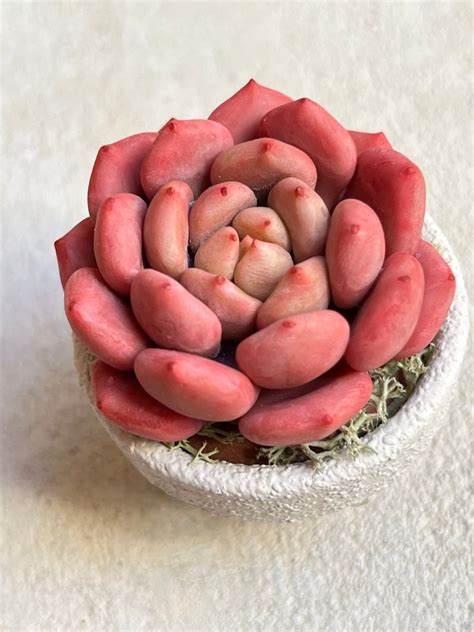小盆栽b中的黏土多肉植物 Poncotage｜擺飾家飾品人氣榜 Pinkoi