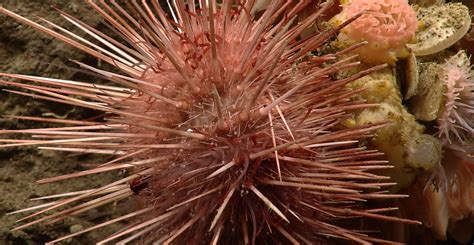 Echinoids British Geological Survey