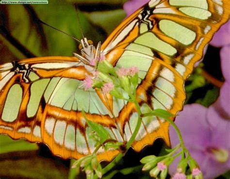 Fotos De Mariposas I