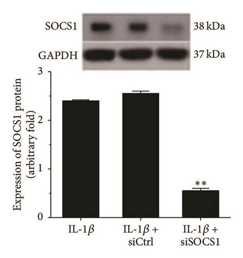 Knockdown Of Socs1 Increased Cell Viability And Inhibited Apoptosis In