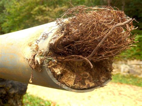 Tree Root Cutting Service Auckland Drain Clean