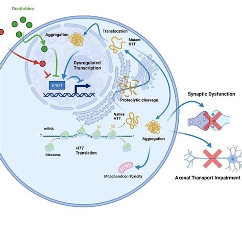 Dna Methylation Formation And Regulation In Gene Expression A The