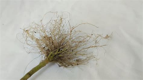 Fibrous Roots Stock Footage Video Of Isolated Element 351483708