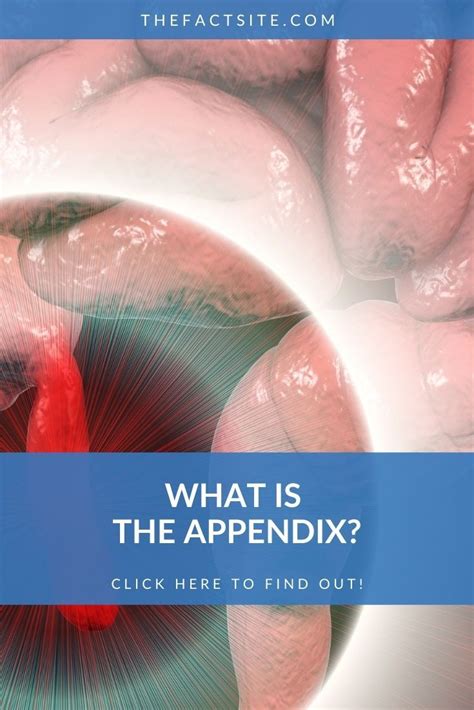 What Is The Appendix The Fact Site
