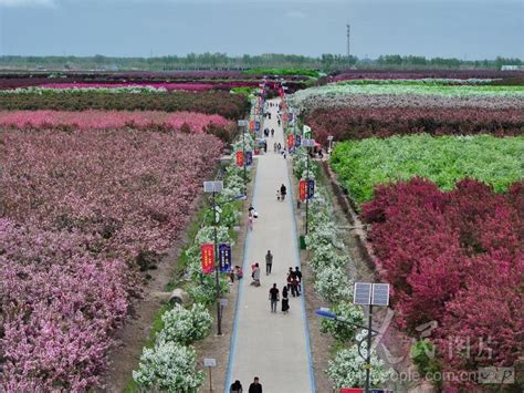 江苏沭阳：海棠花开产业旺 人民图片网