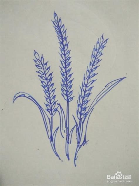 小满简笔画步骤 简笔画图片大全 普车都