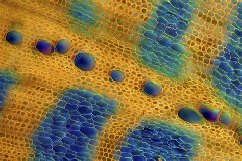 Nettle Stalk Light Micrograph Stock Image C0578061 Science