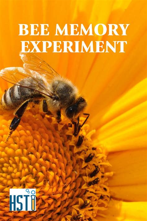 Test Honey Bee Memory And Other Insect Science Projects Bee