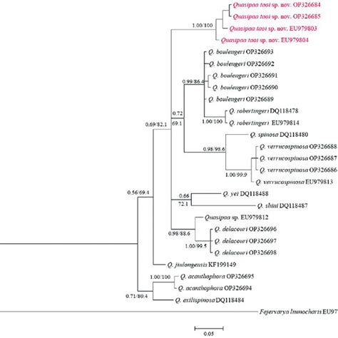 Bayesian Phylogram Based On A Partial 16s Mitochondrial Fragment Download Scientific Diagram