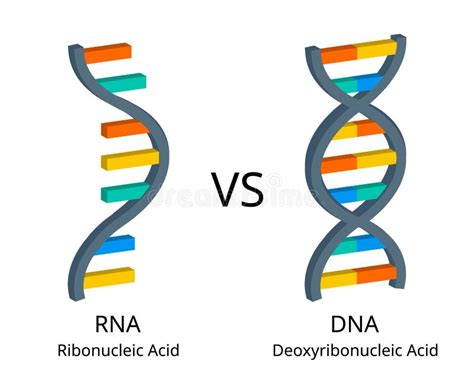 Comparison Of Rna Or Ribonucleic Acid To Dna Or Deoxyribonucleic Acid