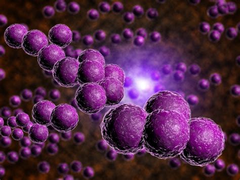 Staphylococcus Aureus Bioworld