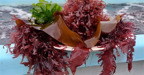Us Government Announces 5 Million To Explore Critical Mineral Extraction From Ocean Macroalgae