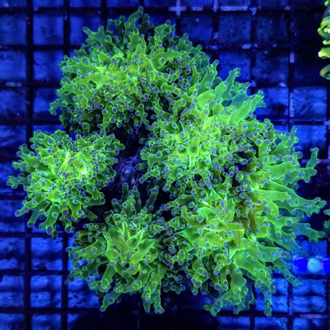 Purple Tip Frogspawn Coral Euphyllia Yaeyamaensis Stunning Lps For