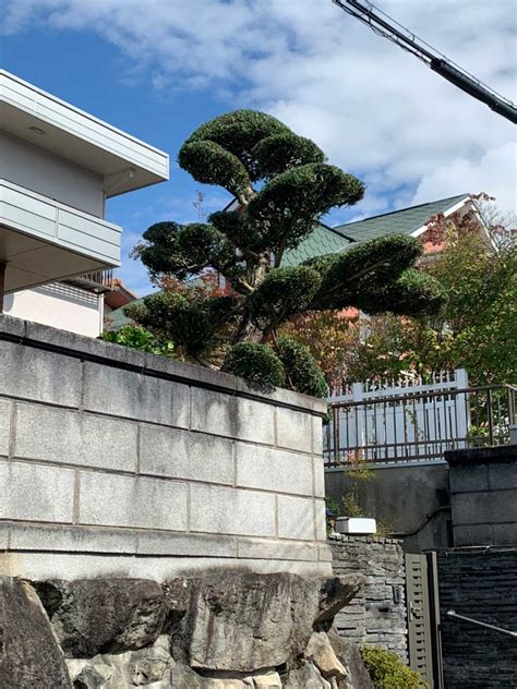 植木庭木のお手入れ剪定