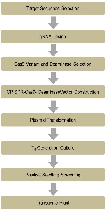 Single Base Editing With Crispr In Plant Genetic Modification Lifeasible