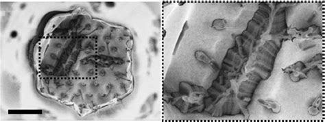 Color Online Top View SEM Image Of The Initial Stage Of Splitting Of