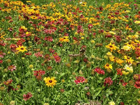 Spring Sydney Zen Centre