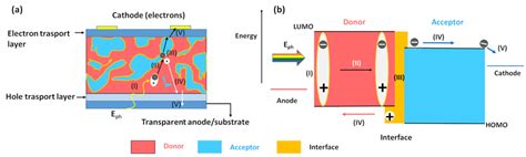 A Cross Section Of The Typical Architecture Of A Bulk Heterojunction