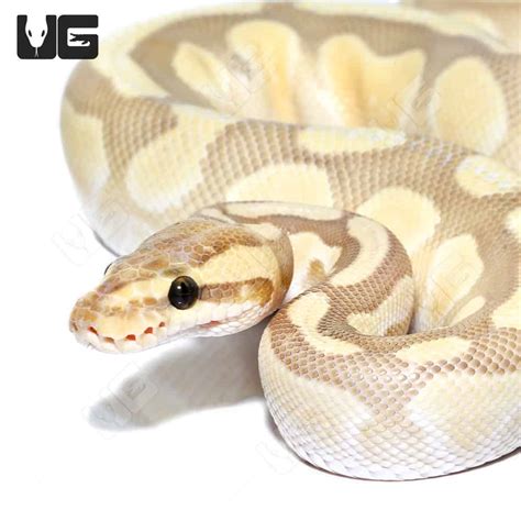 Butter Ghost Ball Python
