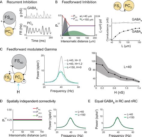 Feedforward Inhibition Gates The Gamma Oscillation Download Scientific Diagram