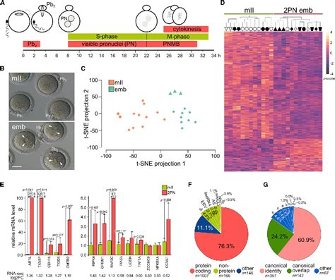 Figure 1 From Human Embryonic Genome Activation Initiates At The One