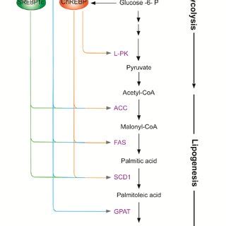 PDF The Role Of Liver X Receptor In Hepatic De Novo Lipogenesis And Cross Talk With Insulin