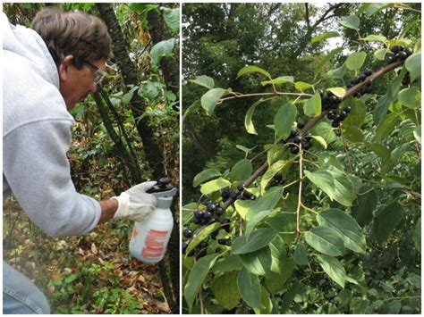 Mark Your Calendar Invasive Buckthorn Education Event Recent News