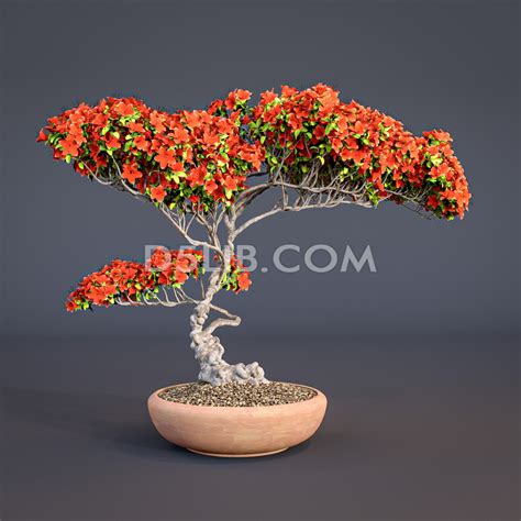 Free Bonsai Tree Model Assets For D5 Render Download 300