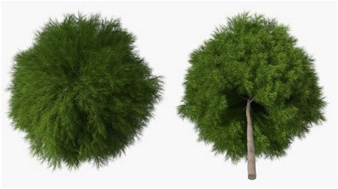 Acacia Cognata Tree 3d Model 29 3ds Blend C4d Fbx Max Ma Lxo
