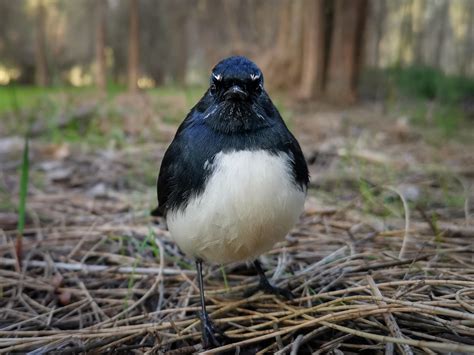 Wild Willy Wag Tail Rbirdsfacingforward