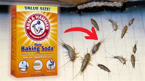 10 Diy Secrets To Get Rid Of Silverfish In Your Home Forever