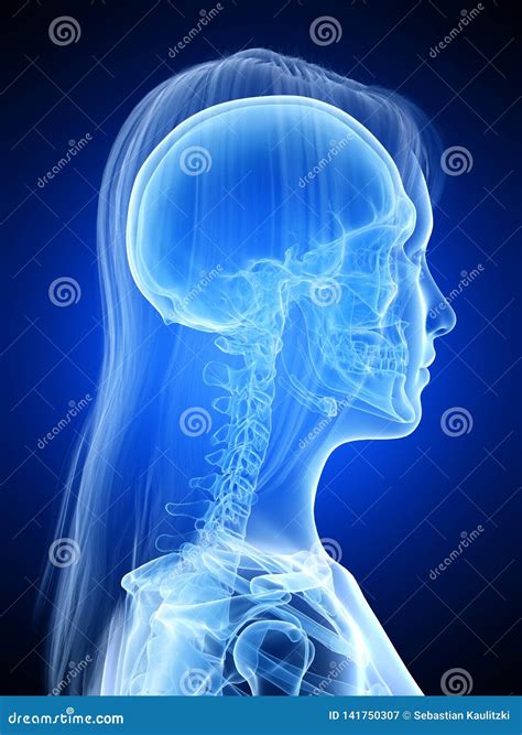 A Females Cervical Spine Stock Illustration Illustration Of Blue 141750307