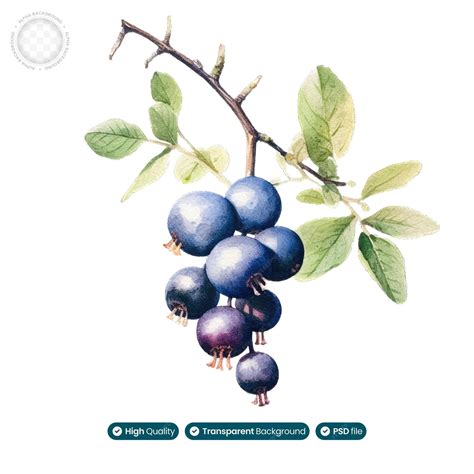 Premium Psd A Splash Of Acai Watercolor Fruit Delight