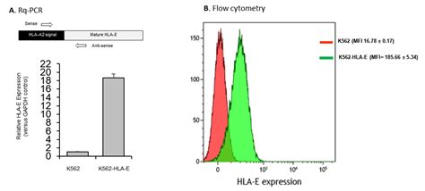 Culture K562 Cells At Evelyn Carson Blog