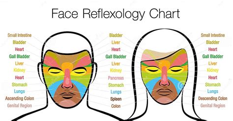 Face Reflexology Man Woman Chart Inner Organs Massage Areas Body Parts