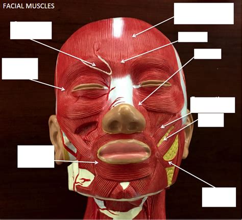 Head Frontal View Diagram Quizlet