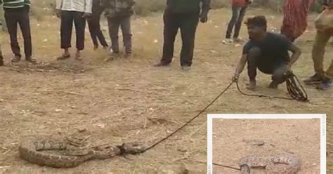 Viral Video गांव में दिखा 8 फीट लंबा अजगर तो लोगों ने रस्सी से बांधकर