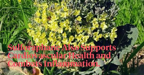 How Plant Based Diets Enhance Longevity A Floral Perspective