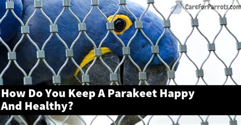 How Do You Keep A Parakeet Happy And Healthy Care For Parrots