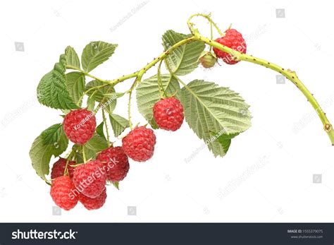 14 254 Juicy Raspberries On Branches Raspberry Bush Images Stock