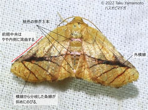 ハスオビマドガPyrinioides aureus暁の蛾類図鑑