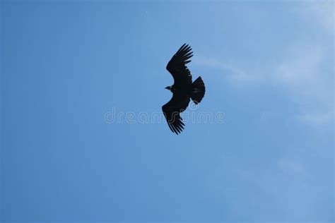 Condor Andino Vultur Gryphus Volando En El Cielo Azul Imagen De