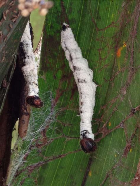 Brassolis Sophorae Luridus Larvae Infected By The Fungus Beauveria